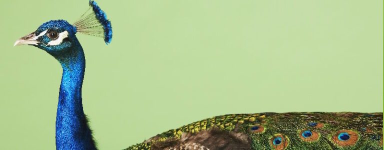 Krafttier Pfau | Traumwimpern Magazin